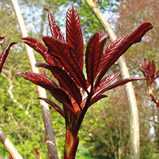 International Dendrology Society