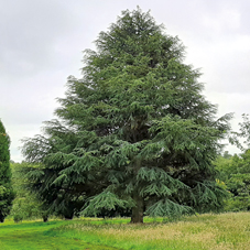 International Dendrology Society